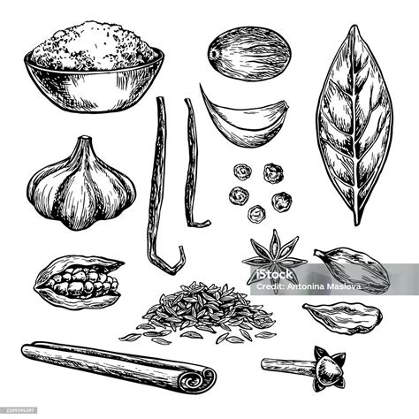 향신료가 있는 클립 아트 다양 한 종류의 향기로운 요리 향신료를 묘사 하는 벡터 그래픽 손으로 그린 흑백 삽화 흰색 배경에 요리 조리법 메뉴 포스터 라벨 0명에 대한 스톡