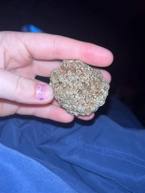 Fossilized Coral R Whatsthisrock
