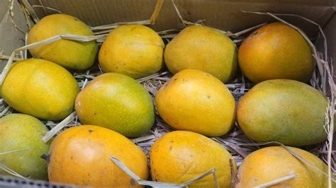 Devgad Hapus Mango At Best Price In Pune By Sai Prasad Sweets Id 2853975230997