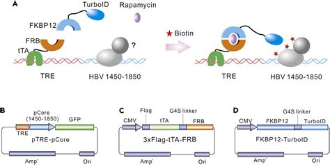 Cell Press Star Protocols