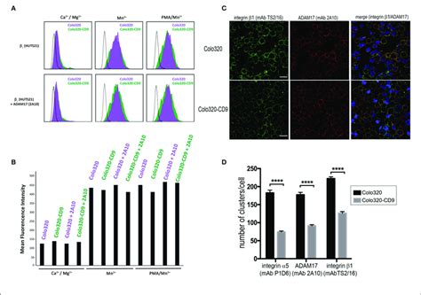 Cd9 Induced Inhibition Of Integrin α5β1 Mediated Cell Adhesion Does Download Scientific