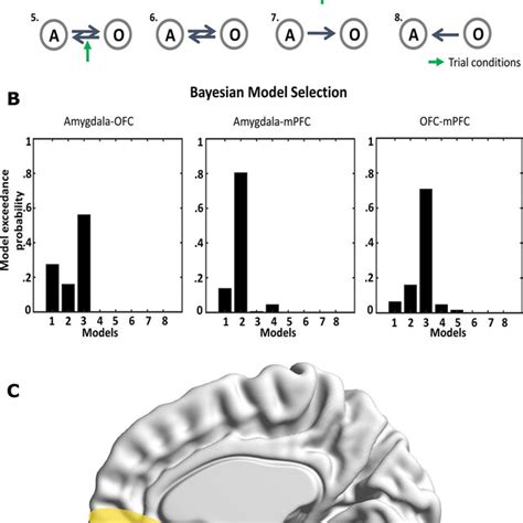 Dynamic Causal Modelling Dcm 2 45 Hz A The Model Space Comprised Download Scientific
