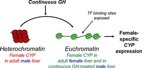 Sex Differences In The Expression Of Hepatic Drug Metabolizing Enzymes