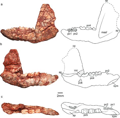 The Left Dentary Of Cveb12001 Dashed Lines Represent Reconstructed Download Scientific Diagram