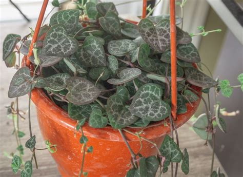15 Indoor Hanging Plants To Greenify Your Space