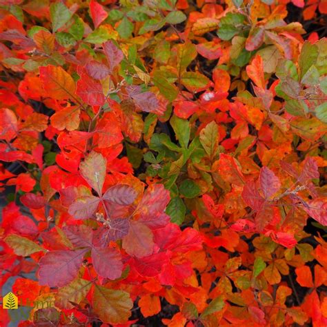 Rhus Aromatica Gro Low Fragrant Sumac From Home Nursery