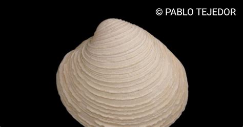 FLORA DE LA SAFOR Venux Nux