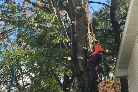 Tree Pruning Benefits Boosting Tree Health Safety And Aesthetics For Your Massachusetts