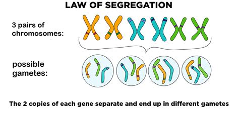 Law Of Segregation — Definition And Role Expii