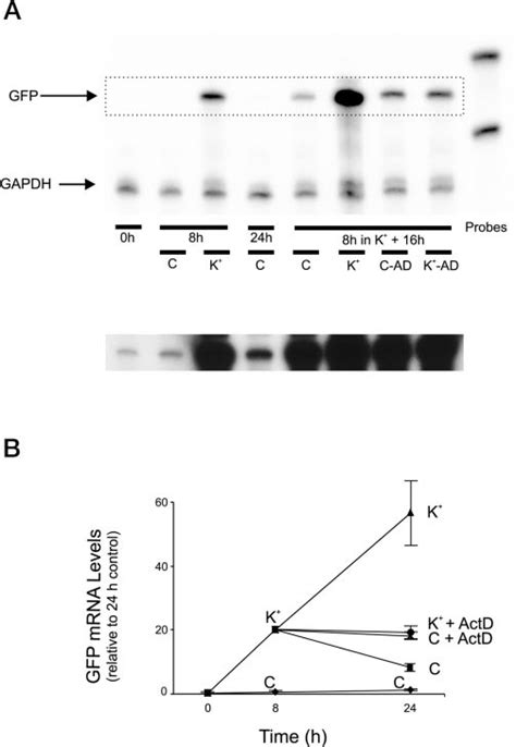 Effects Of Actinomycin D On Depolarization Induced Expression Of Gfp