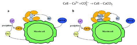 Microbial Mineralization [22] A Is The Direct Encapsulation Of Metal