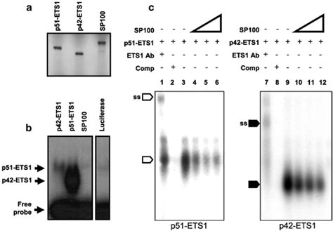 Sp100 Inhibits Ets1 Dna Binding A Representative Download