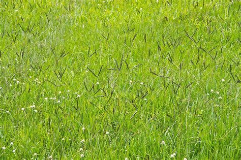 Bahia Grass Care And Growing Guide