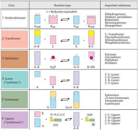 Rethink Biology Enzyme Classification With Examples