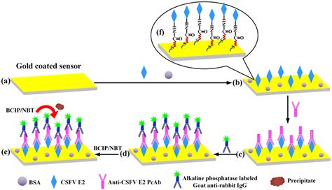 Schematic Representation Of The Procedures Of The Me Biosensors