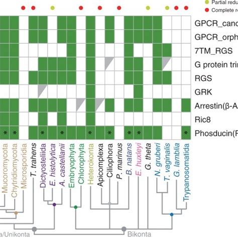 Schematic Representation Of The Gpcr Signaling Pathway Protein Download Scientific Diagram