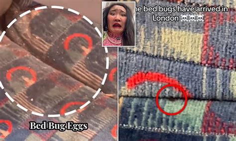 Bed Bug Panic Grips Britain Commuters Avoid Sitting On Tubes As They Share Videos Of Insects