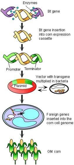 Bt Corn Genetically Modified Corn Schoolworkhelper