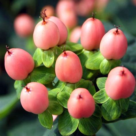 Opposite Leaved Plant With Orange Fruits In A Bouquet R Whatsthisplant