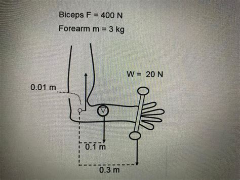 Solved What Is The Net Torque Generated During This Biceps