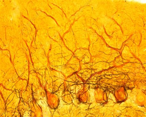 Cerebellar Cortex Light Micrograph Stock Image C048 3015 Science Photo Library