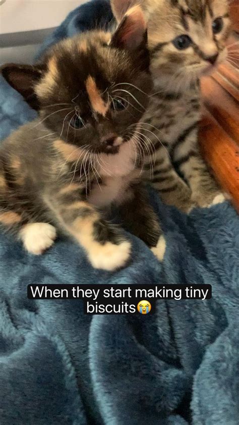 When They Start Making Tiny Biscuits😭 Tiny Animals Biscuits