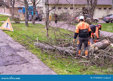Men In Overall And Safety Helmet Cuts Tree Trunk By Chainsaw Among Block Of Flasts Editorial