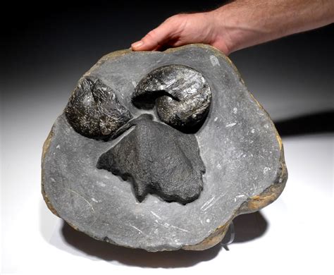 Rare Devonian Primitive Placoderm Armored Fish Skull With Goniatites In Concretion F160 Time