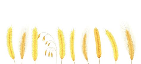 시리얼과 복사 공간의 다른 유형배너 밀 호밀 시리얼 작물 또는 수확 0명에 대한 스톡 벡터 아트 및 기타 이미지 0명 Shavuot 곡초류 Istock