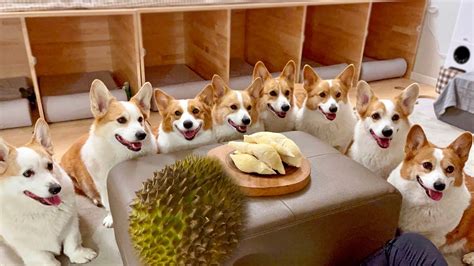 Sub 순둥순둥한 강아지도 인상쓰게 만드는 악명 높은 두리안 Youtube