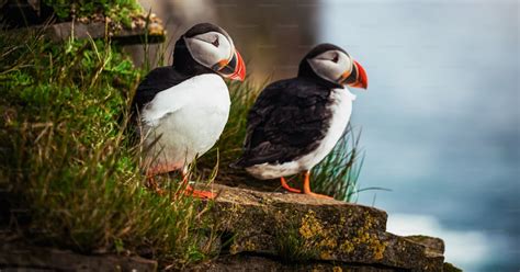 일반적인 퍼핀으로도 알려진 대서양 퍼핀은 Auk 가족의 바닷새 종입니다 캐나다의 아이슬란드 노르웨이 페로 제도 뉴 펀들 랜드 및 래브라도는이 퍼핀의 큰 식민지로