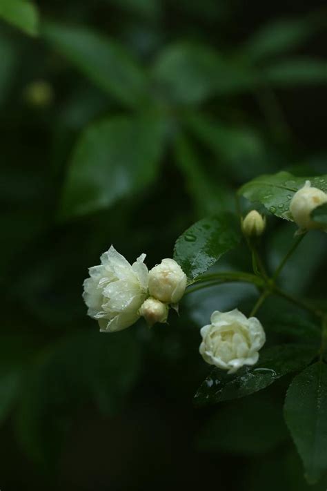 雨後美麗的花兒太美了 每日頭條