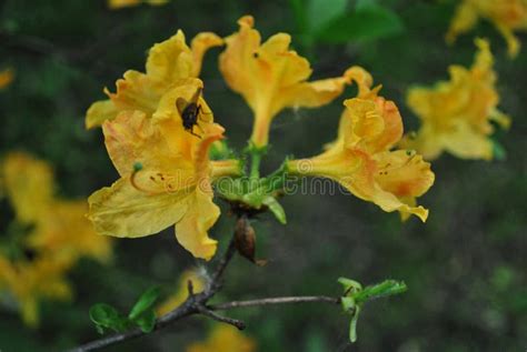 Flores Amarelas Do Rododendro Com A Mosca Preta Pequena Que Senta Se