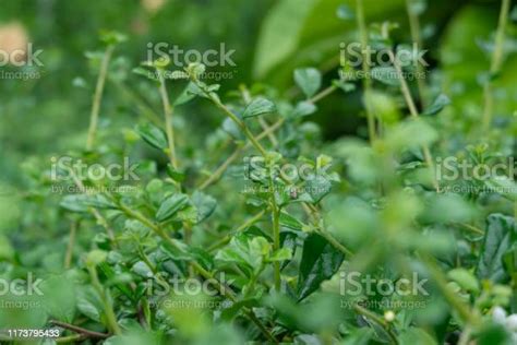 여름 배경 자연 녹색 식물 풍경 생태 신선한 벽지 개념으로 사용하여 텍스트 에 대한 복사 공간이정원에서 흐린 녹지 배경에 녹색