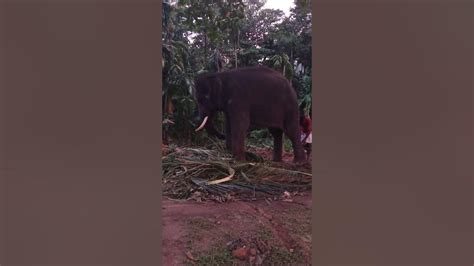 🤪😜අලි සුරතල්😁 Youtube