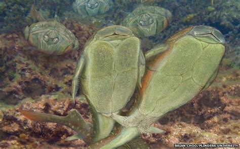 Ancient Million Year Old Fish Pioneered Sex