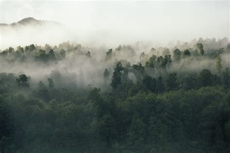 Advancing Forest Landscape Restoration In The Tropics Un Decade On