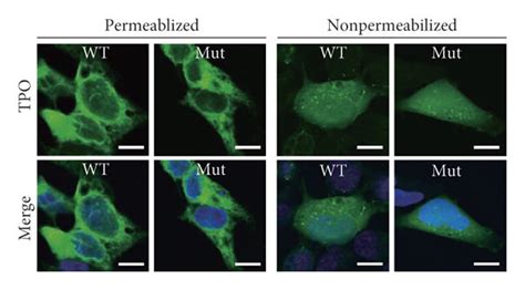 Immunocytochemical Analysis Of Hek293 Cells Location Of Wild Type And