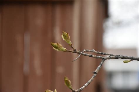 How To Prune A Maple Tree A Simple Guide Forest Wildlife