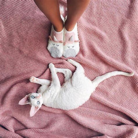 Pin By Lyazzat Lis On идеи фото котейки Devon Rex Kittens Silly Cats
