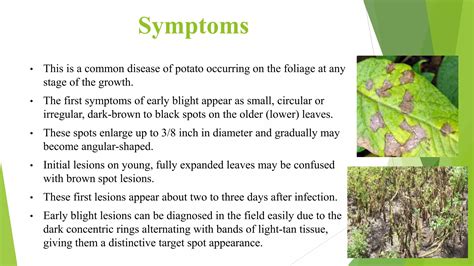 Early Blight Of Potato Pptx