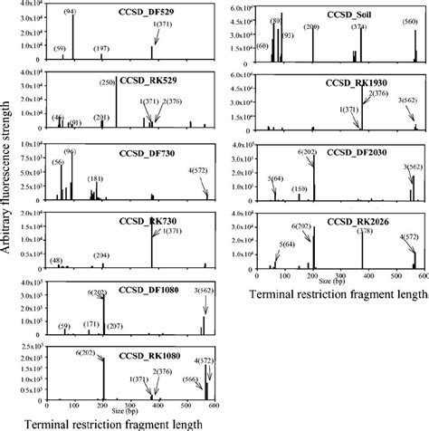 Typical Electropherograms Of Bacterial T Rflps Generated From The Rrna