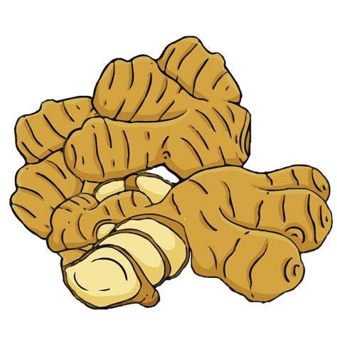 Premium Vector Cute Ginger Vegetable On White Background Vector