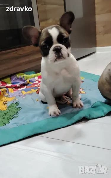 френски булдог в Френски булдог в гр Стара Загора Id48302103 Bazar Bg