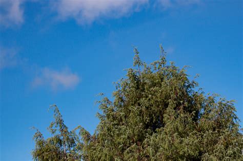 레드 주니퍼 또는 미에라 주니퍼는 추출할 수 있는 에센셜 오일로 높이 평가됩니다 초가을에 찍은 이미지 Juniperus