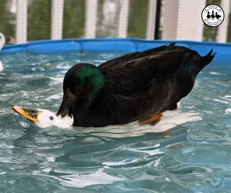 How To Conduct A Duck Health Check A Comprehensive Guide