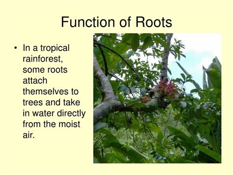 PPT Functions Of Plants Roots PowerPoint Presentation Free Download ID 553346