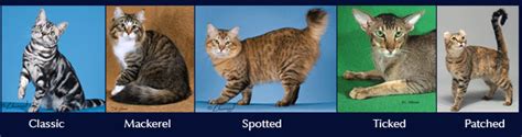Catscenterstage Demystifying Tabby Patterns