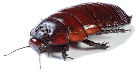Cucarachas Biología Y Control