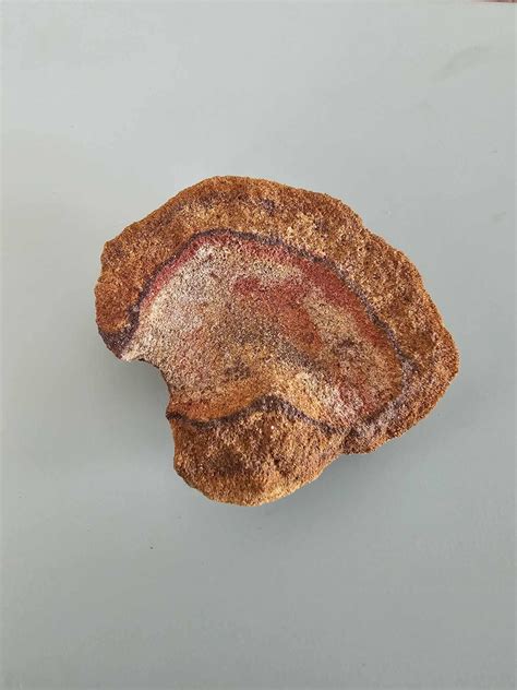 Is This A Fossil R Fossilid